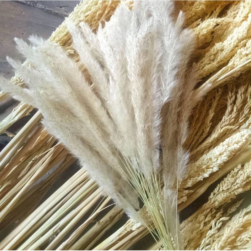 Jual Ilalang kering kapas bulu / bunga ilalang putih original murah ...