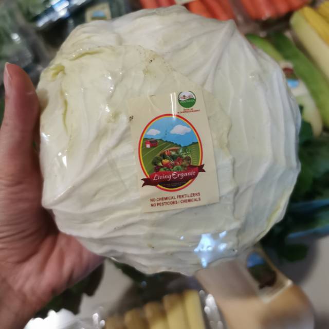 Jual Kol Putih || White Cabbage || 500-1000gr || Sayuran Organik ...