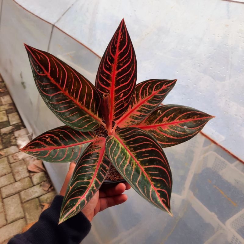 Jual Aglaonema Pride Of Sumatra Tanaman Hias Aglonema Redsum Ratudaun ...