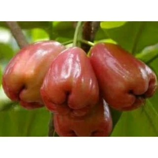 Jual jambu cincalo merah Harga Terbaik & Termurah April 2024 | Shopee ...