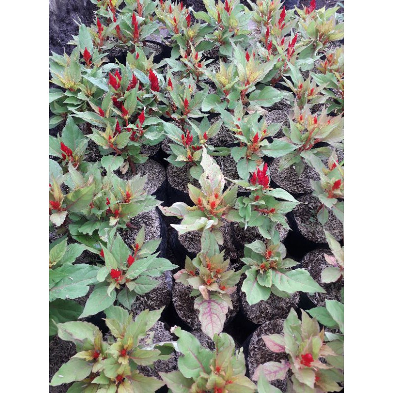 Jual Bunga celosia atau jengger ayam | Shopee Indonesia