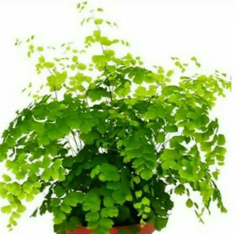 Jual Tanaman hias daun supril pakis suplir rimbun | Shopee Indonesia