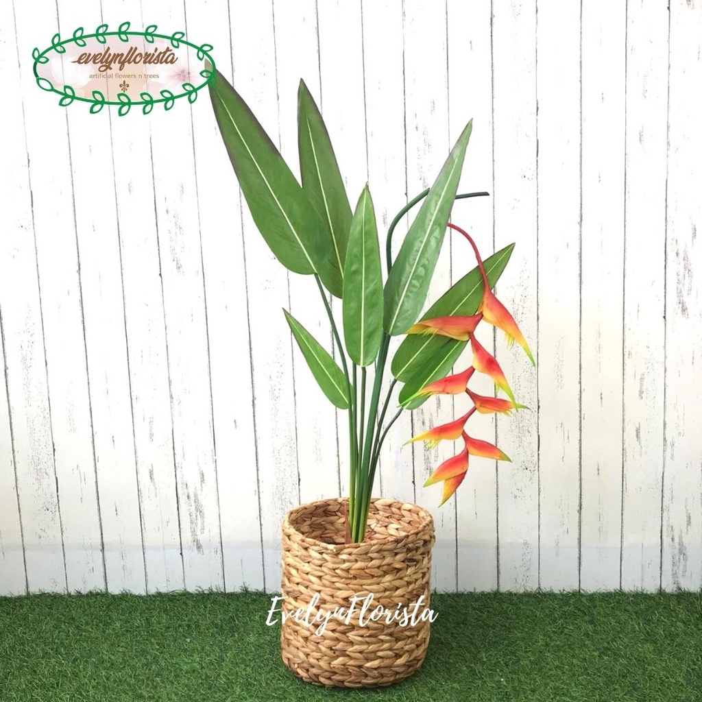 Jual Pohon Daun Heliconia X7 Bunga Pisang Pisangan Bali Latex ...