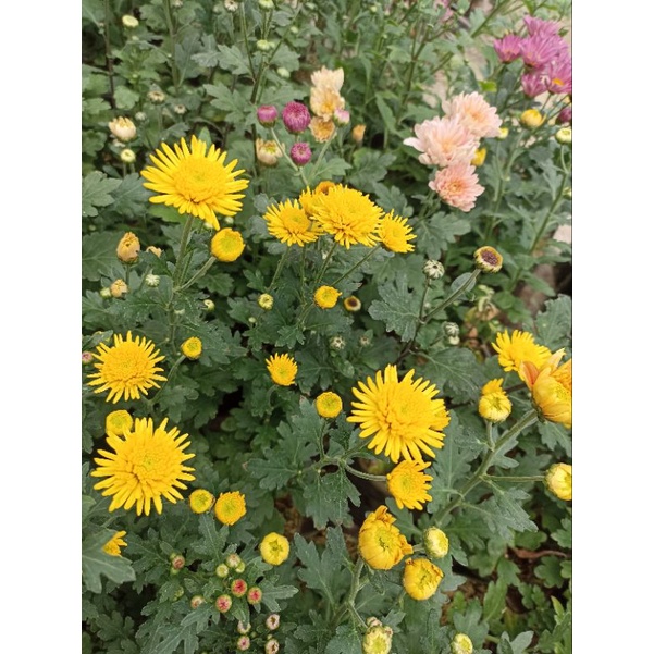 Jual Tanaman hias bunga krisan / aster bunga kuning | Shopee Indonesia