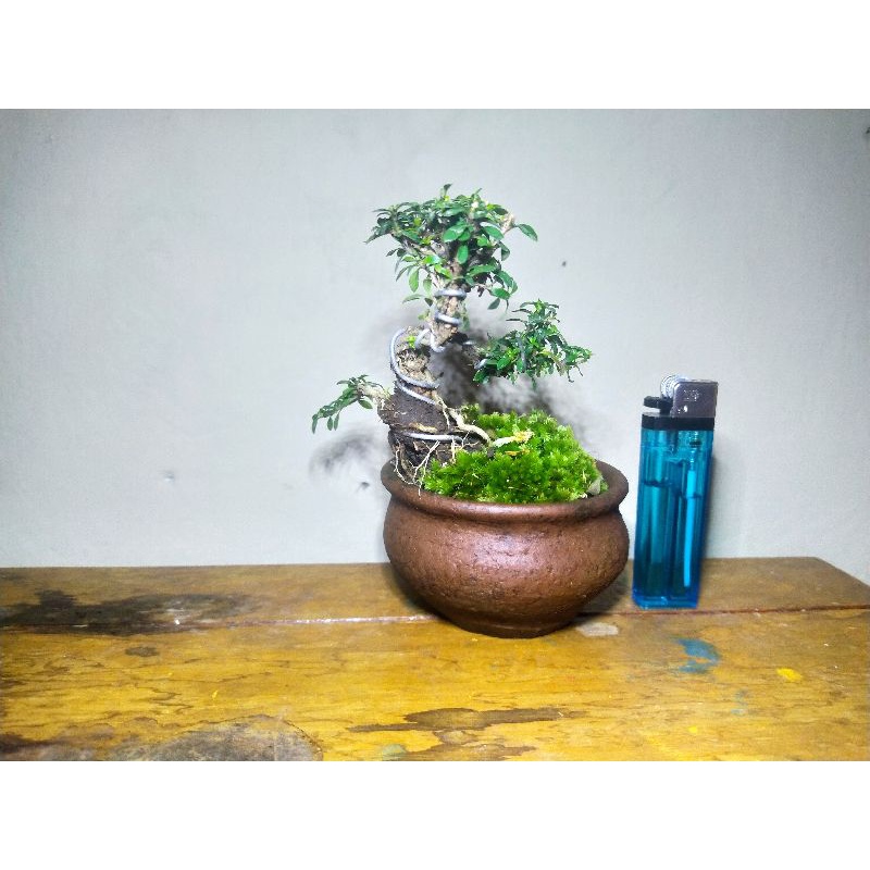 Jual bonsai mini,serissa micro,tanaman hidup | Shopee Indonesia