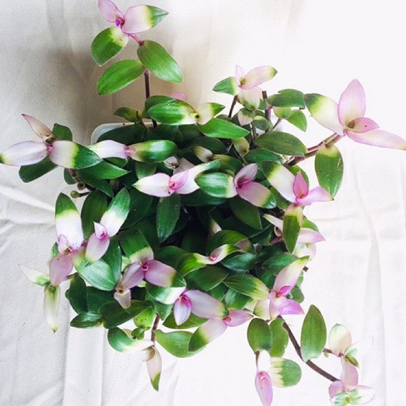 Jual Tanaman Hias Gantung Tradescantia Blusing Bride / Bunga Hias ...