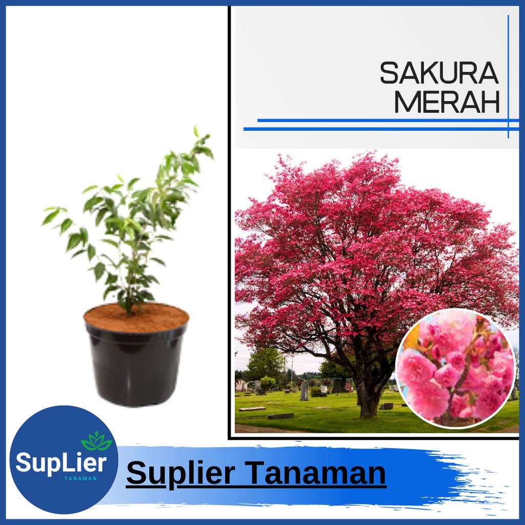 Jual Tanaman Hias Sakura Merah ( Crype Myrtle Red ) | Shopee Indonesia