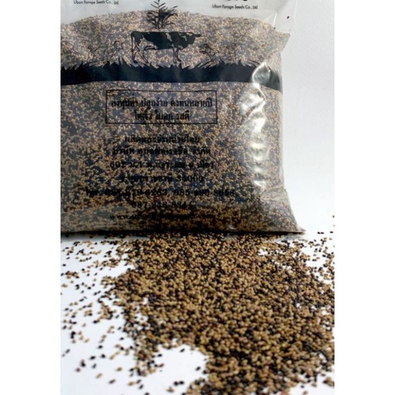 Jual benih rumput brachiaria decumbens biji rumput pakan ternak ...