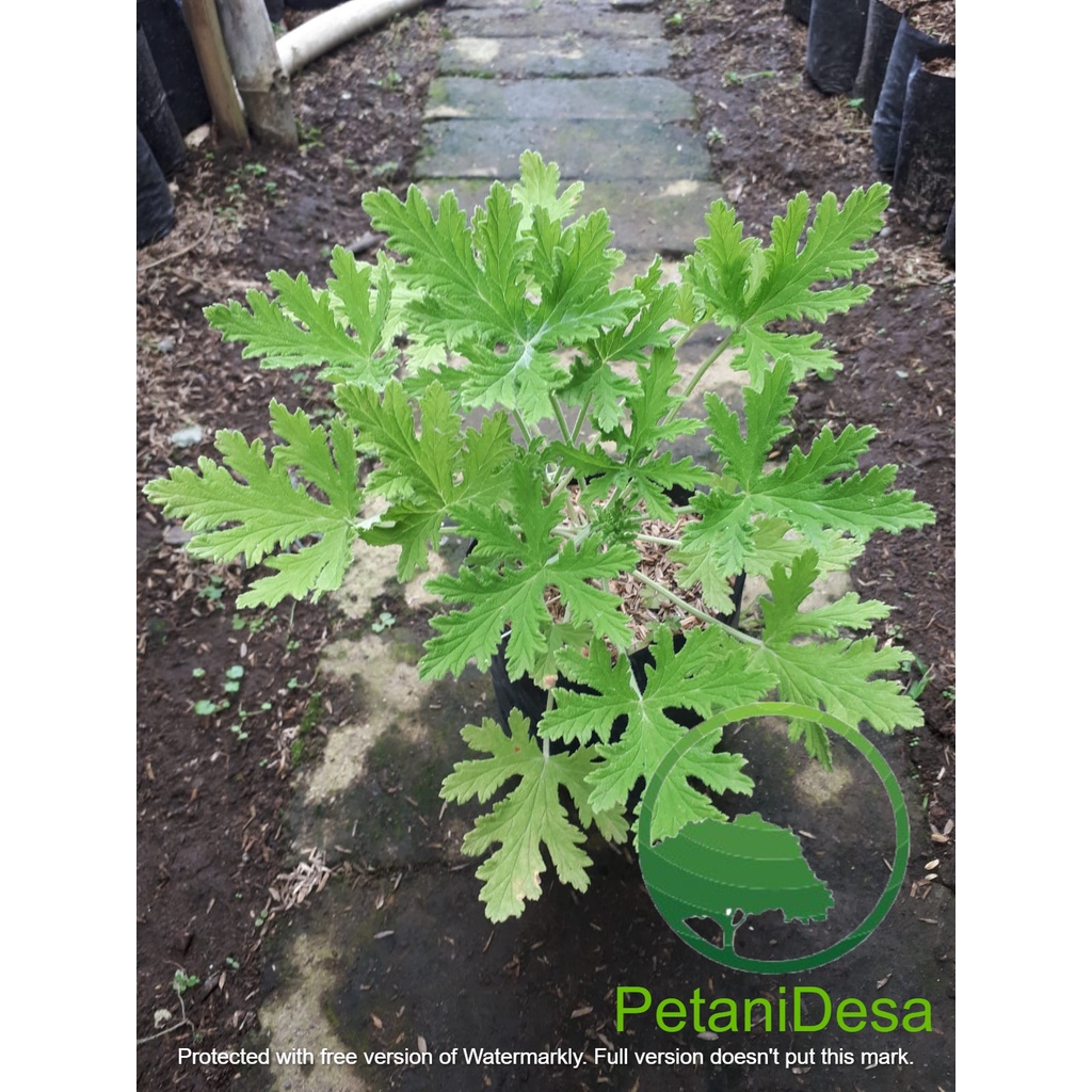 Jual Tanaman Herbal Citronella Citrosa - Geranium Citrosa - Pengusir ...