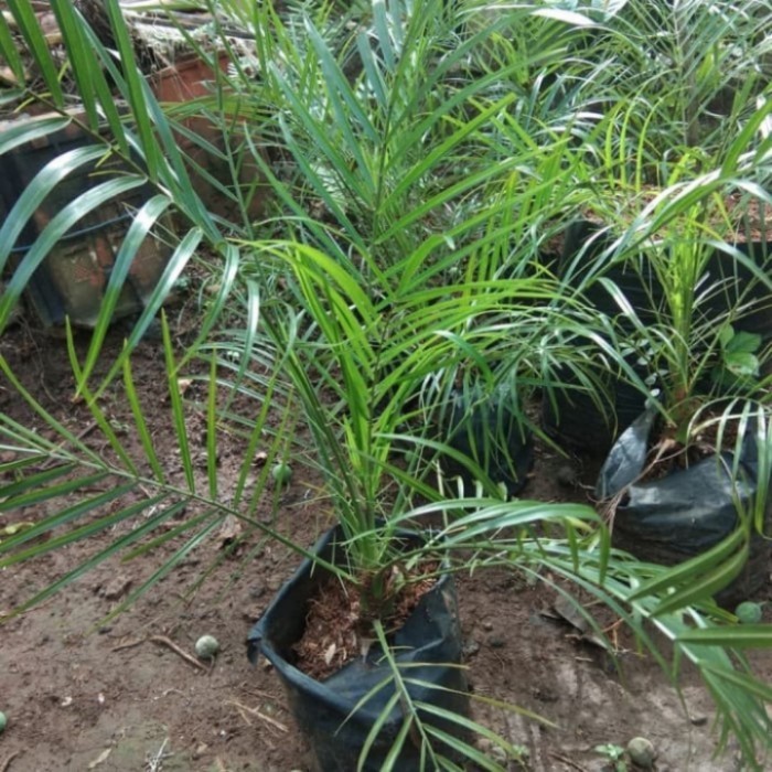 Jual Tanaman Hias Pohon Palm Phoenix - Tanaman Hias Palem Phonik ...