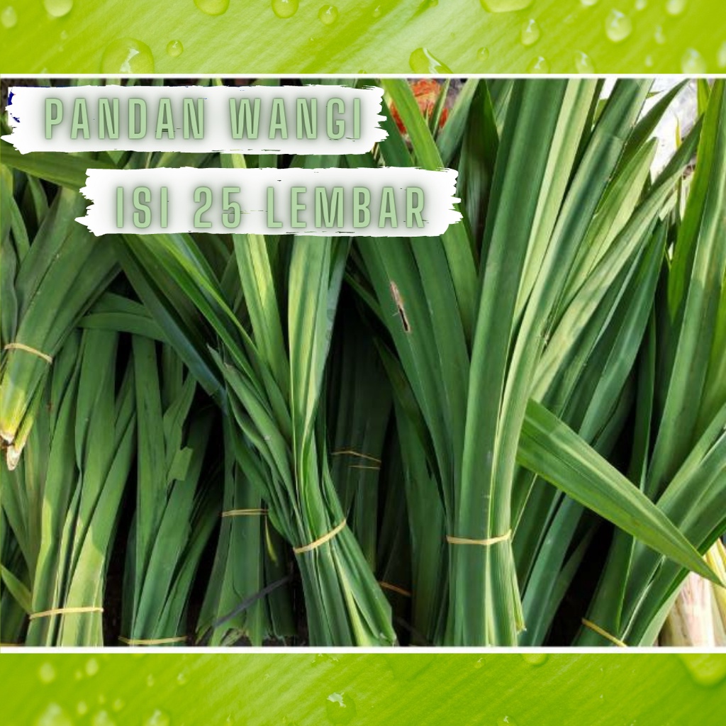 Jual Daun Pandan Wangi 25 LEMBAR Pandan wangi Pandan bubuk Pndan wangi ...