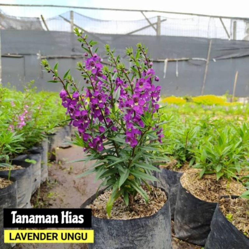 Jual Tanaman hias lavender pengusir nyamuk bunga ungu stok super ...