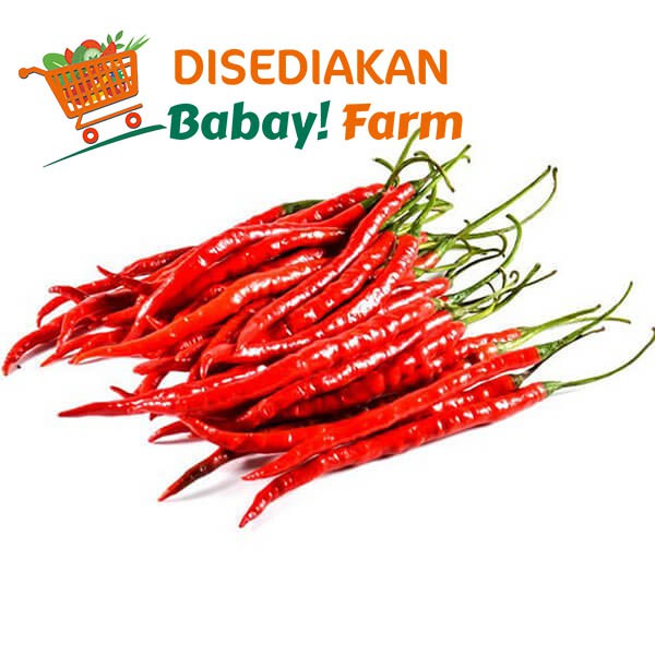 Jual Cabe Merah Keriting / Cabai Merah Keriting 250 gram | Shopee Indonesia
