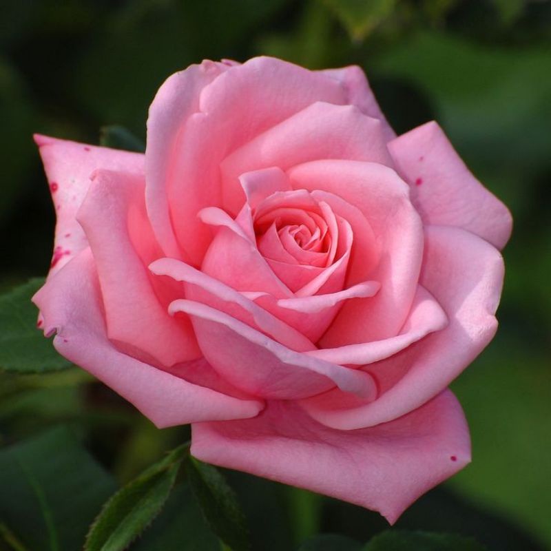 Jual Tanaman Hidup Bunga Mawar Import QUEEN ELIZABETH -Mawar pink-bunga ...