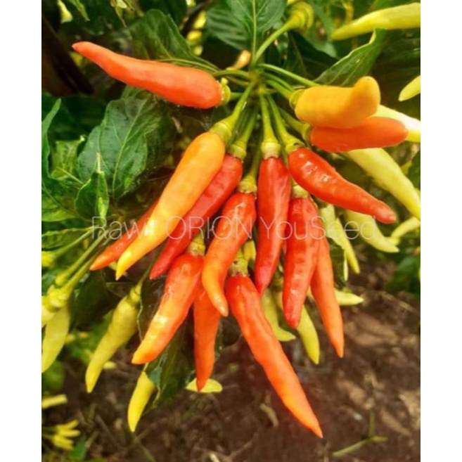 Jual 50 Butir Benih Cabe Cabai Orion ( Kemasan Repack ) | Shopee Indonesia