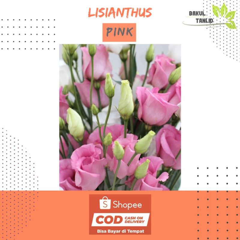 Jual Bunga Lisianthus atau Mawar Tanpa Duri (TANAMAN HIDUP BERKUALITAS ...