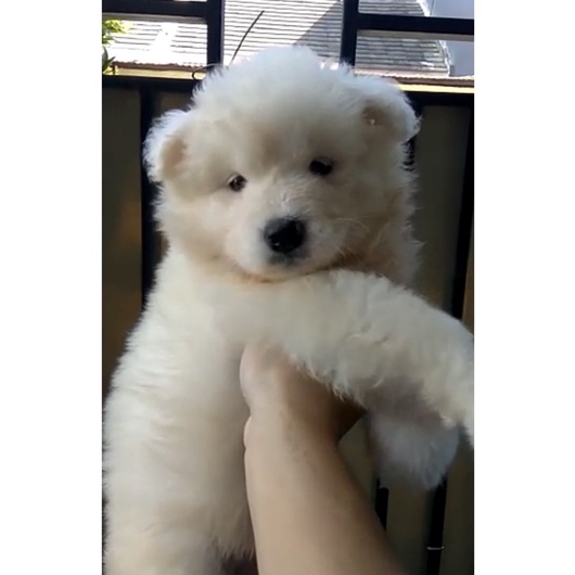 Jual samoyed puppy jantan | Shopee Indonesia