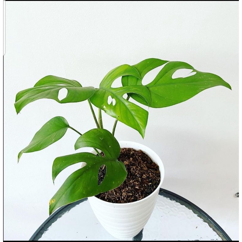 Jual MONSTERA PERTUSA / RHAPHIDOPHORA PERTUSA ( real pict slide 2 ...