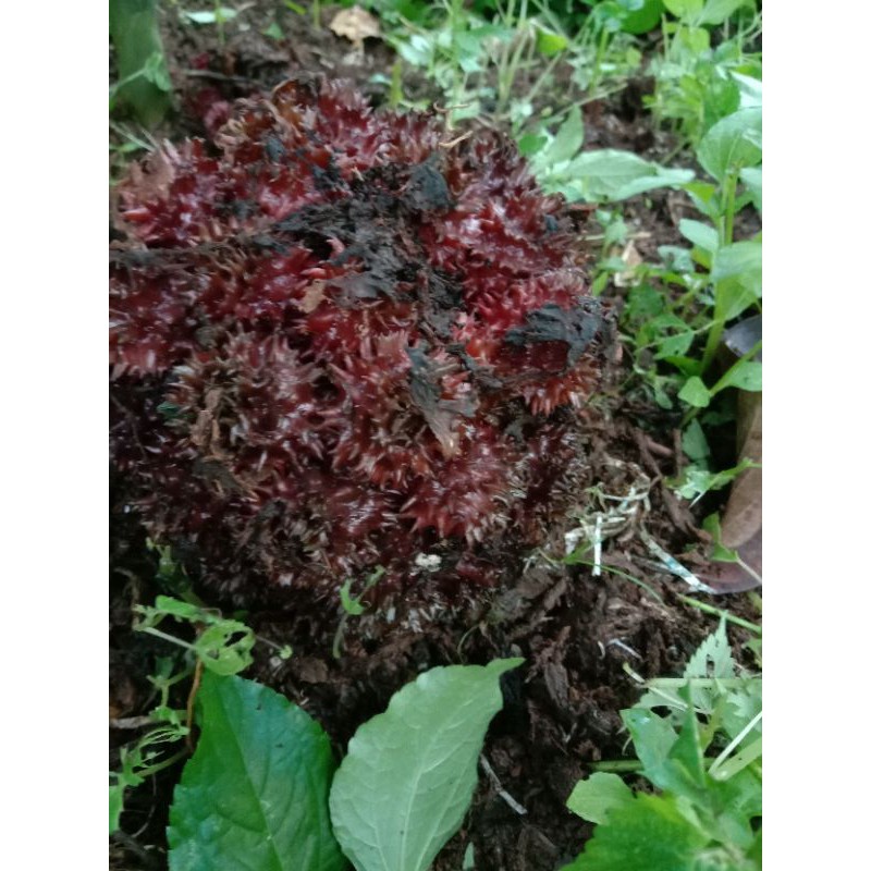 Jual BUAH PARAHULU/RAMBUTAN TANAH SANGAT LANGKA 100gr | Shopee Indonesia