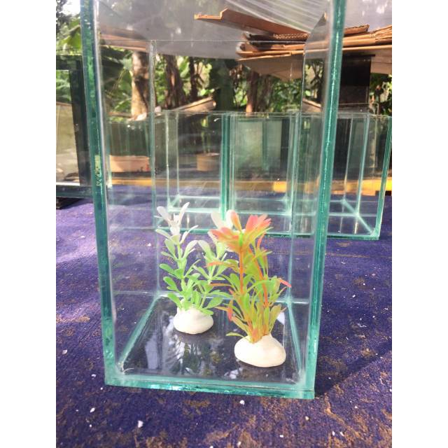 Jual Soliter cupang soliter ikan cupang paket aquarium mimi sokiter ...
