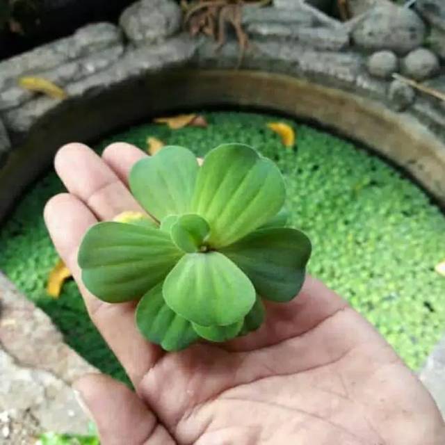 Jual Tanaman air mini kapukapu/apuapu hrga perplastik | Shopee Indonesia