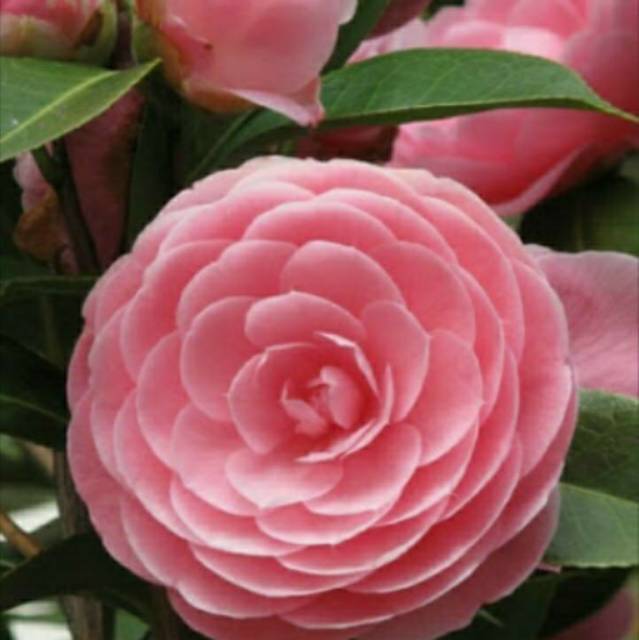 Jual Tanaman Bunga Camelia | Shopee Indonesia