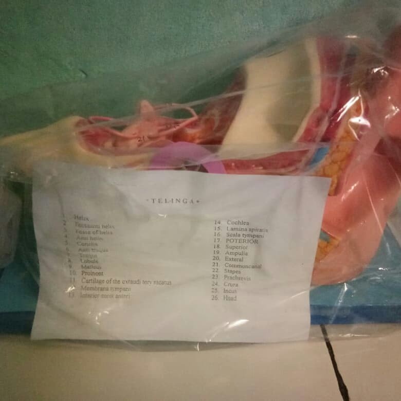 Jual TORSO TELINGA model telinga alat peraga biologi | Shopee Indonesia