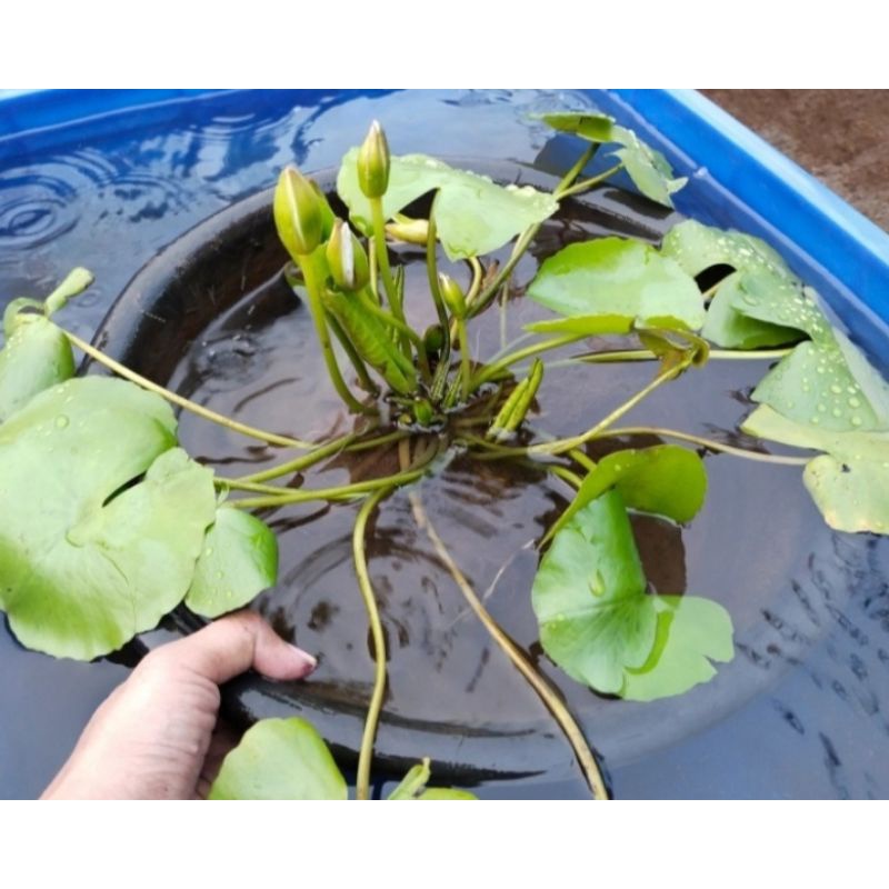 Jual tanaman hias kolam bunga teratai air | Shopee Indonesia