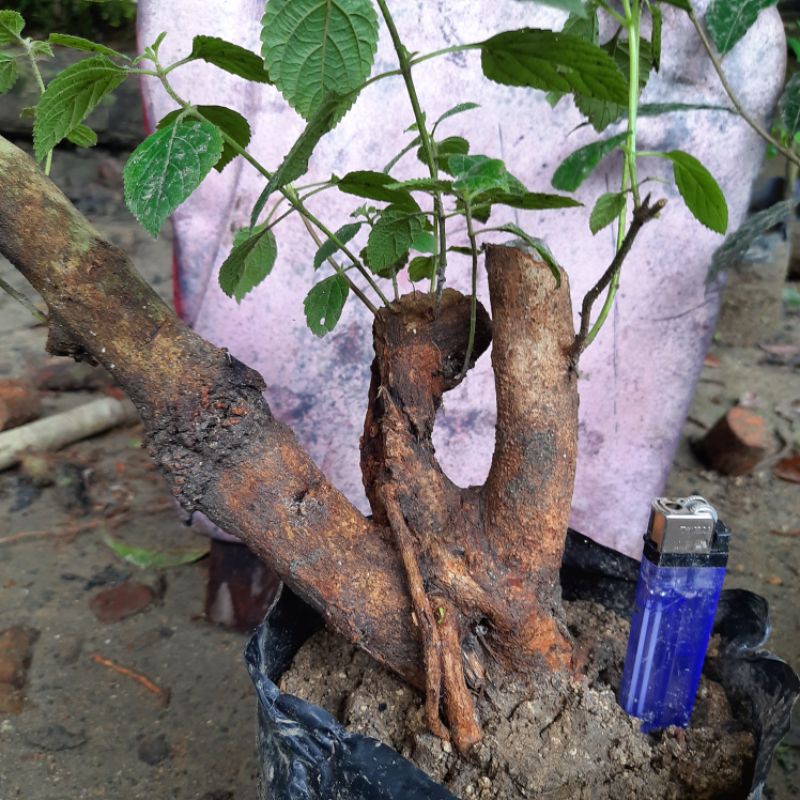 Jual bahan bonsai lantana bunga oren / tanaman hias lantana bunga oren ...