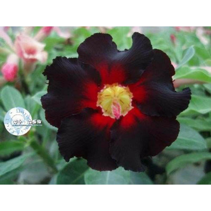 Jual Tanaman hias adenium kamboja black dragon - Tanaman Hidup-Bunga ...