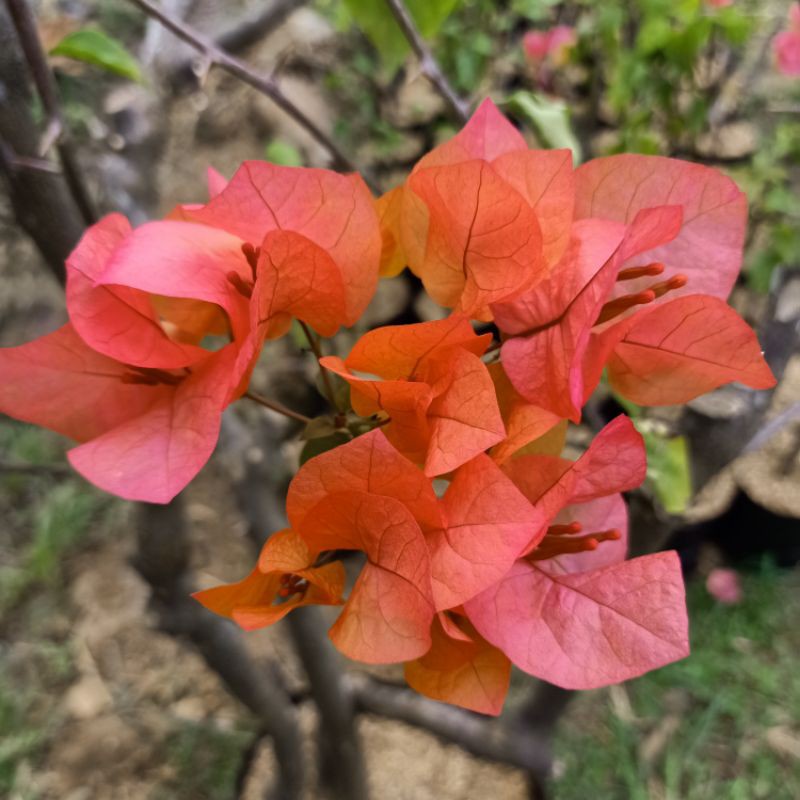 Jual Tanaman Hias Bunga Bougenville Tersedia 6 Variasi Warna - Bunga ...