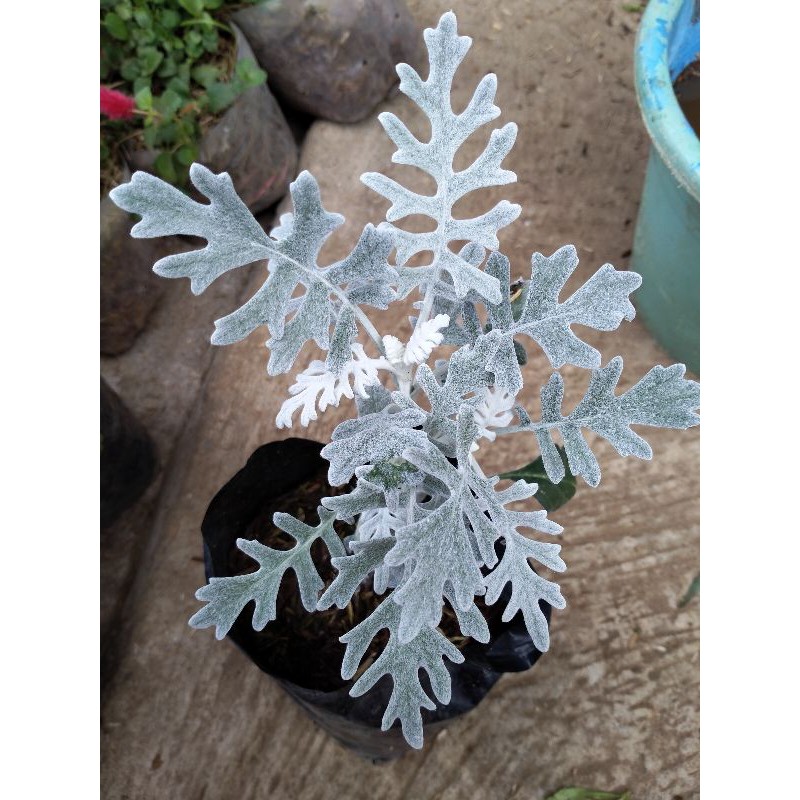 Jual Tanaman Hias Putri Salju / Tanaman Snow White Daun Rimbun | Shopee ...