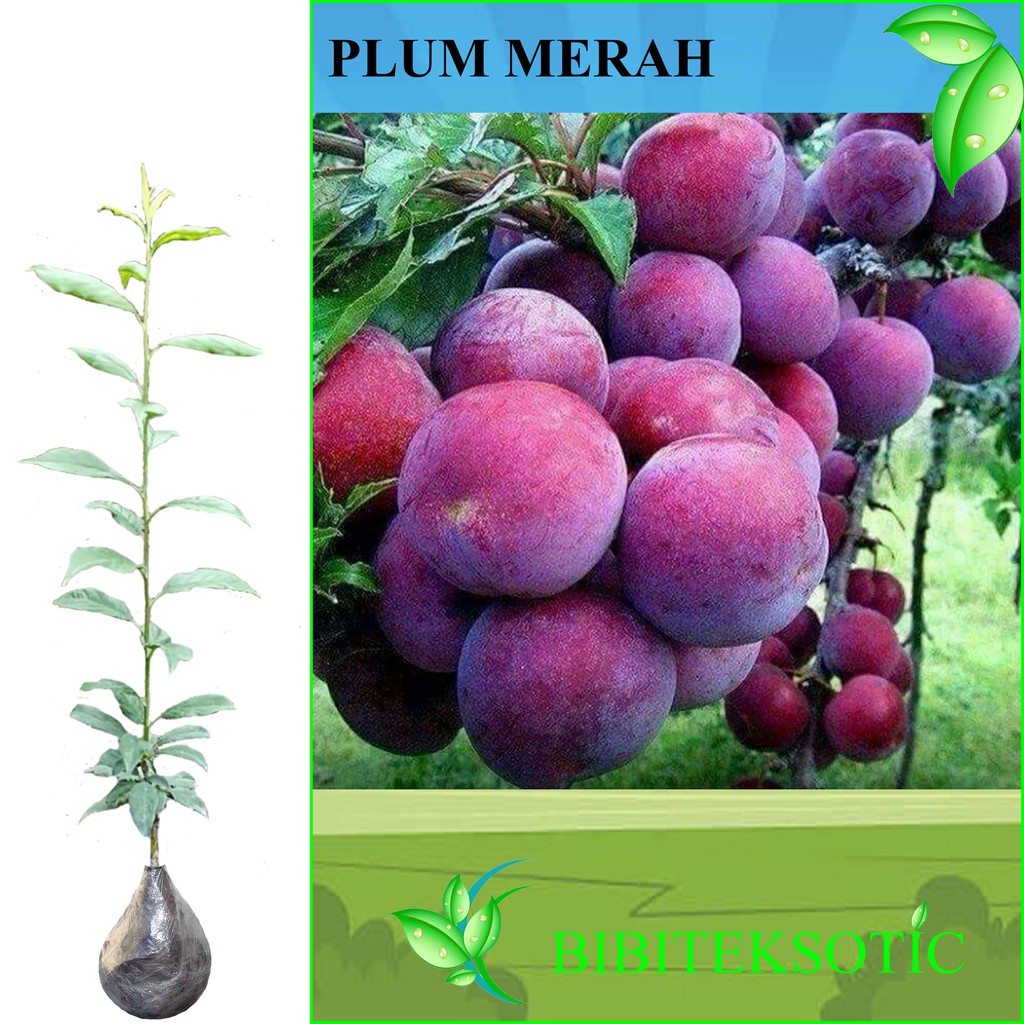 Jual Tanaman Plum Merah | Shopee Indonesia