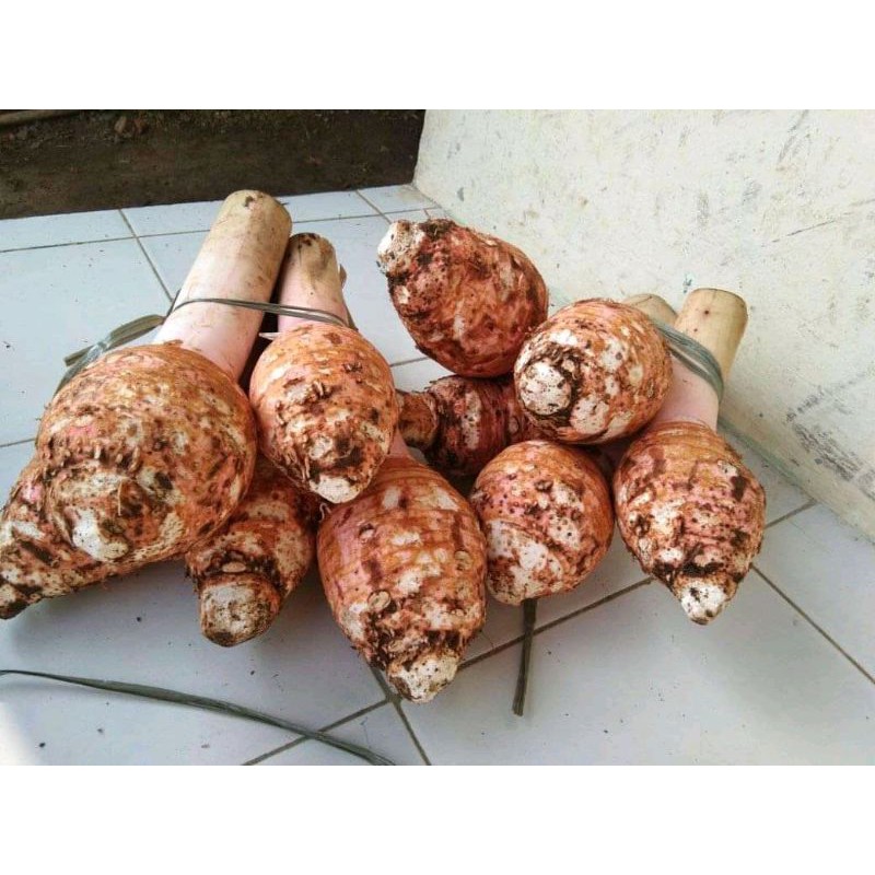 Jual Talas Bogor sutra/California | Shopee Indonesia