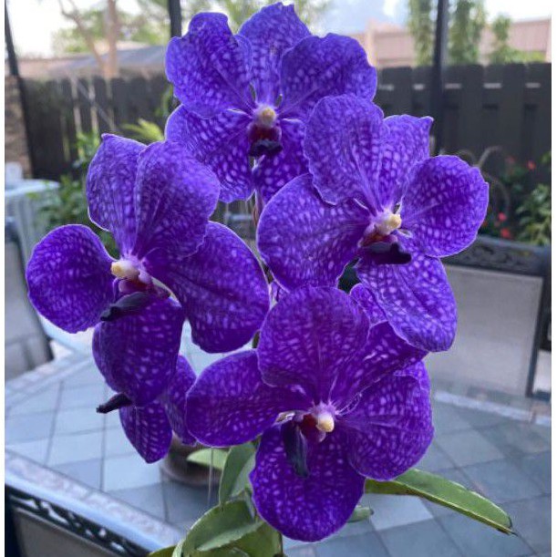 Jual Anggrek Vanda Biru Dewasa Bunga Besar Jumbo | Shopee Indonesia