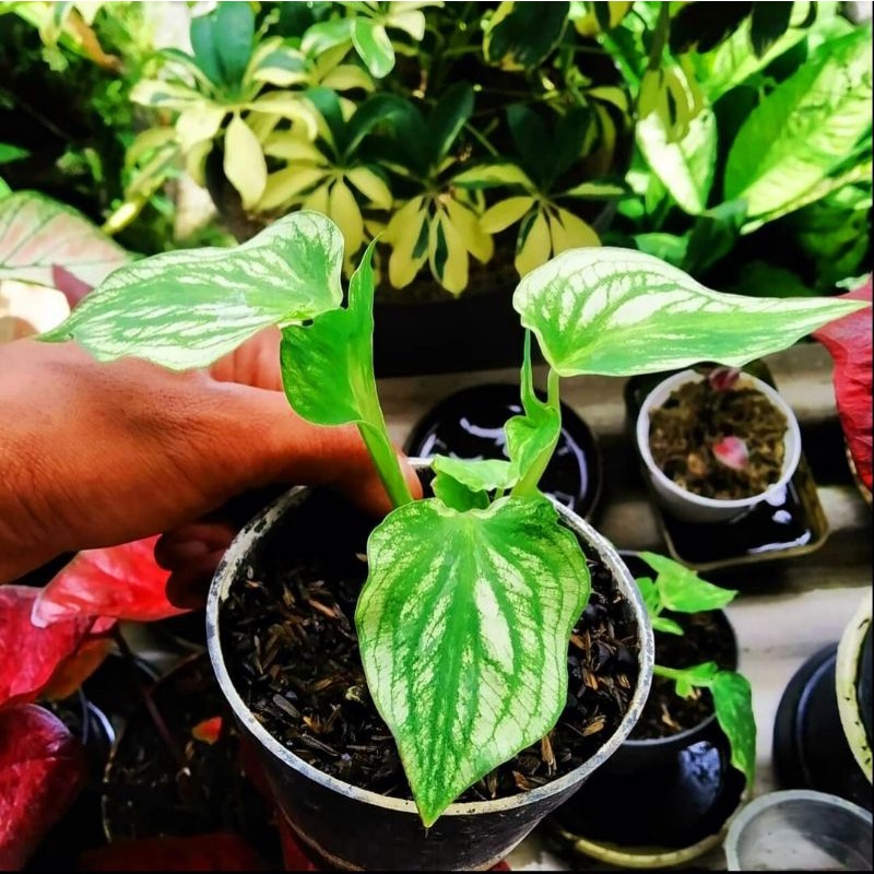 Jual Caladium Nagoya 1-3 Daun Tanaman Keladi Hias Murah Impor Thailand ...