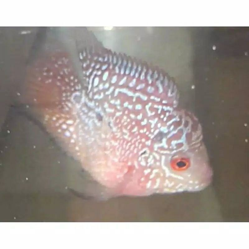 Jual ikan louhan/lohan bonsai coin burayak | Shopee Indonesia