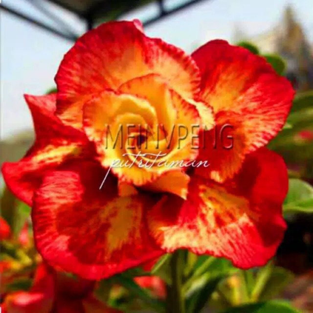 Jual Bibit Tanaman hias kamboja adenium bunga tumpuk ( meinvpeng ...
