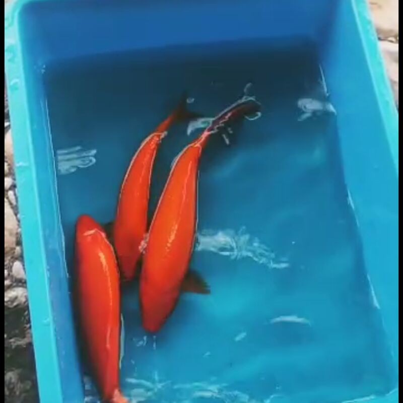 Jual ikan mas merah | Shopee Indonesia