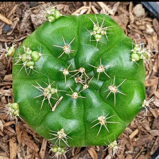 Jual Gymno damsi (10pcs) | Shopee Indonesia