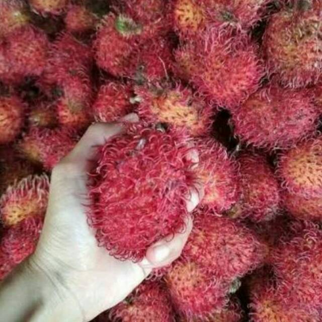 Jual Bibit Buah Rambutan Garuda Jumbo Langka Manis Dan Ngelotok Asal ...