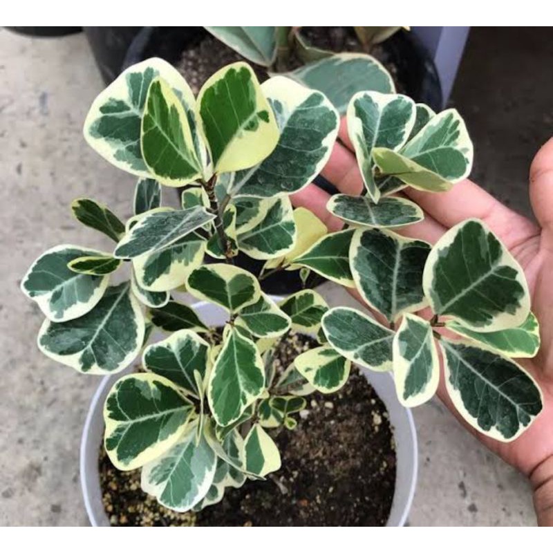 Jual Tanaman hias daun ficus triangularis varigata | Shopee Indonesia