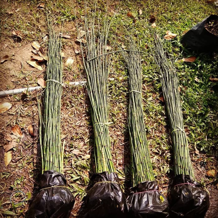 Jual bambu air - tanaman bambu air - tanaman pot - pohon bambu air ...