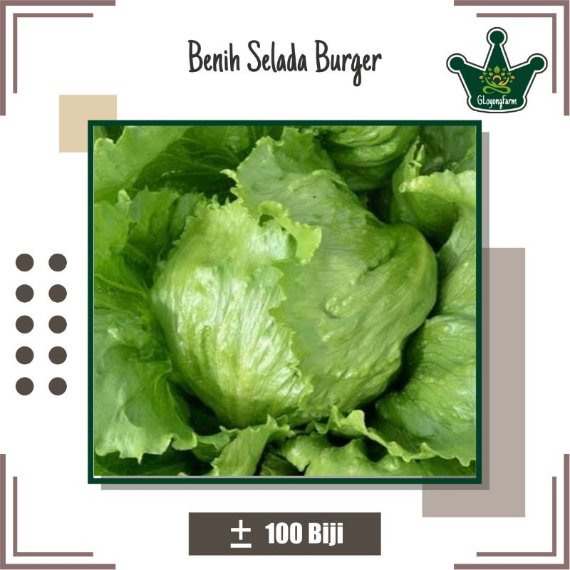 Jual Benih Selada Lettuce Head / Selada Burger - Benih sayuran | Shopee ...