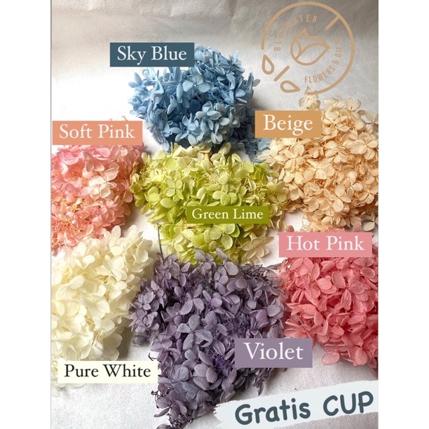 Jual [2 GRAM /CUP ] Hydrangea Anna Preserved Dried Flower Awetan Bunga ...