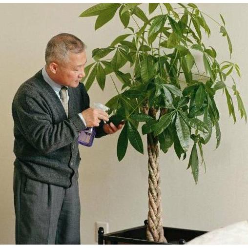 Jual BIBIT TANAMAN HIAS PACHIRA KEPANG 9 - MONEY TREE - POHON UANG ...