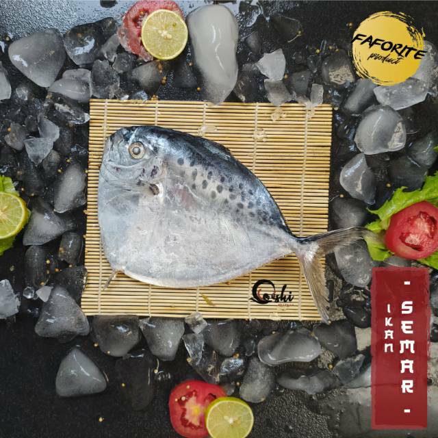 Jual Ikan Semar Segar/ Ikan Semar Beku / Pack 1 kg | Shopee Indonesia