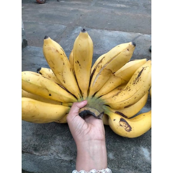 Jual pisang susu(bibit) | Shopee Indonesia