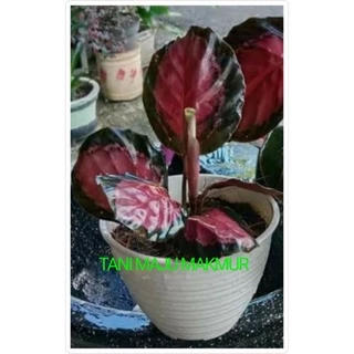 Jual bunga crimson Harga Terbaik & Termurah Juni 2024 | Shopee Indonesia