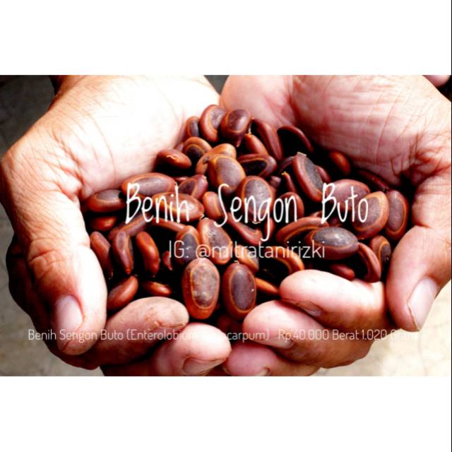 Jual Benih Sengon Buto | Shopee Indonesia